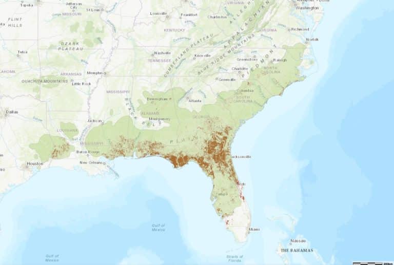 Where is the longleaf ecosystem? – Quest for the Longleaf Pine Ecosystem
