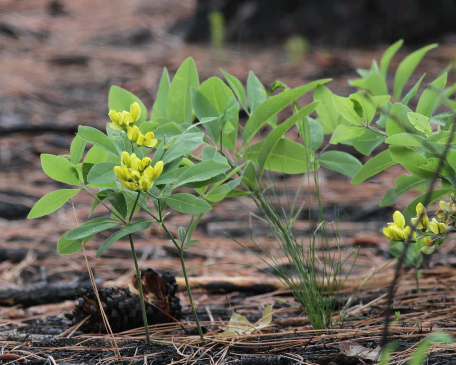 Carolina Indigo – Quest for the Longleaf Pine Ecosystem