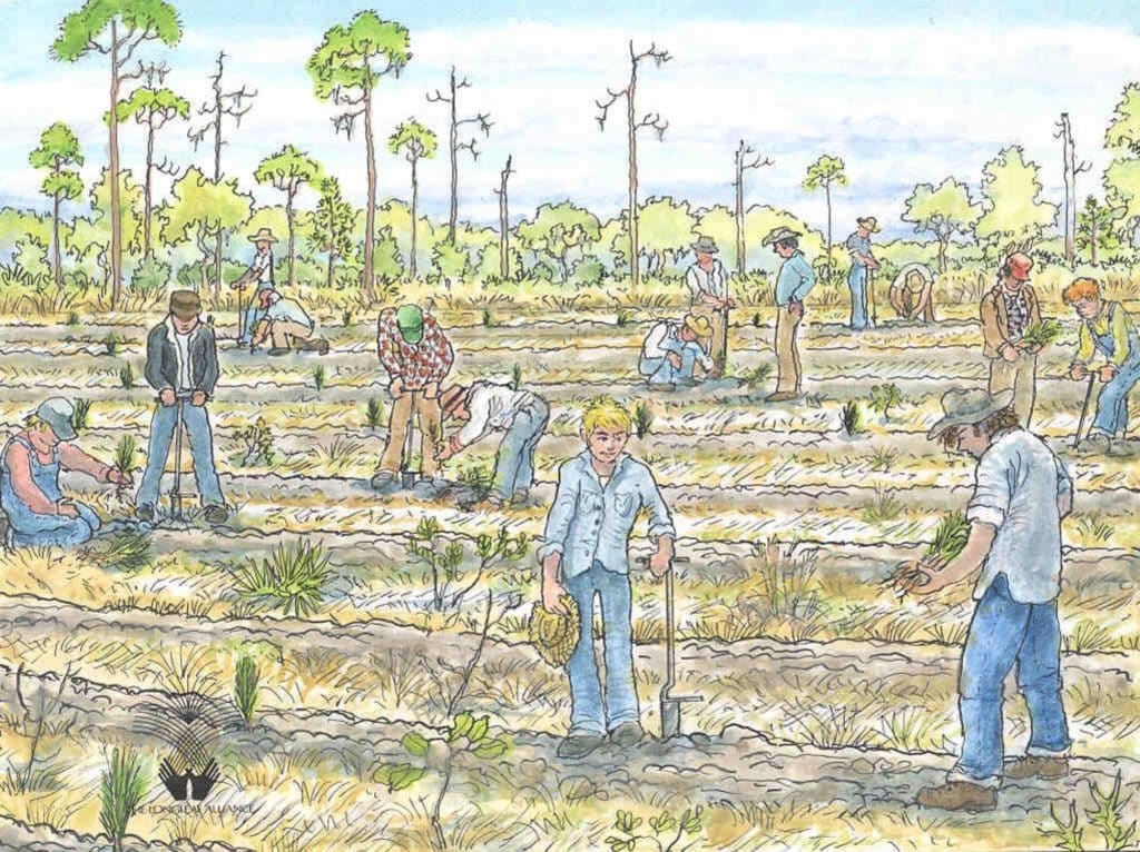 Humans & the Longleaf – Quest for the Longleaf Pine Ecosystem
