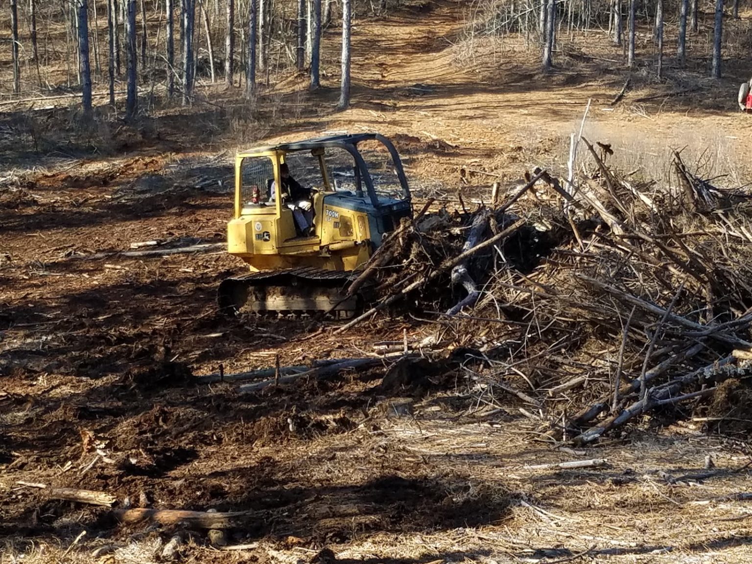 Human Impact – Quest for the Longleaf Pine Ecosystem