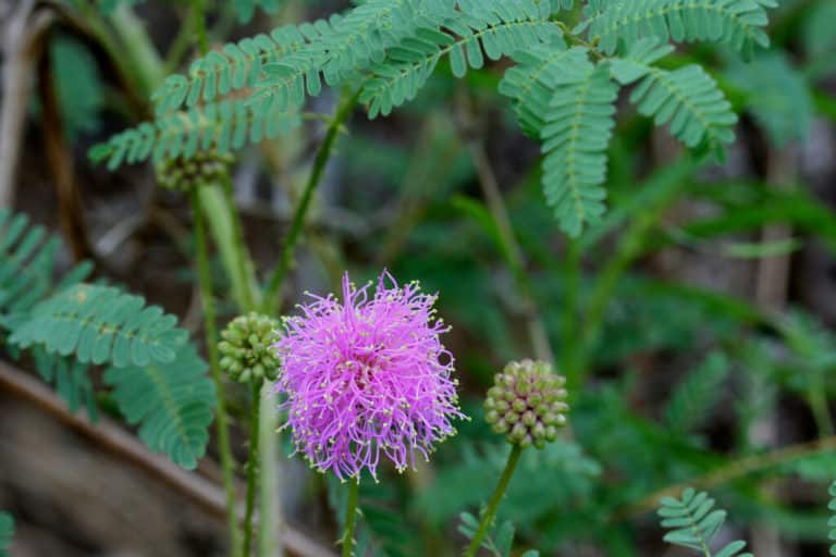 Littleleaf Sensitive Briar – Quest for the Longleaf Pine Ecosystem