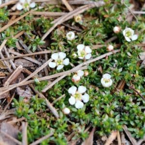Pixie Moss – Quest for the Longleaf Pine Ecosystem