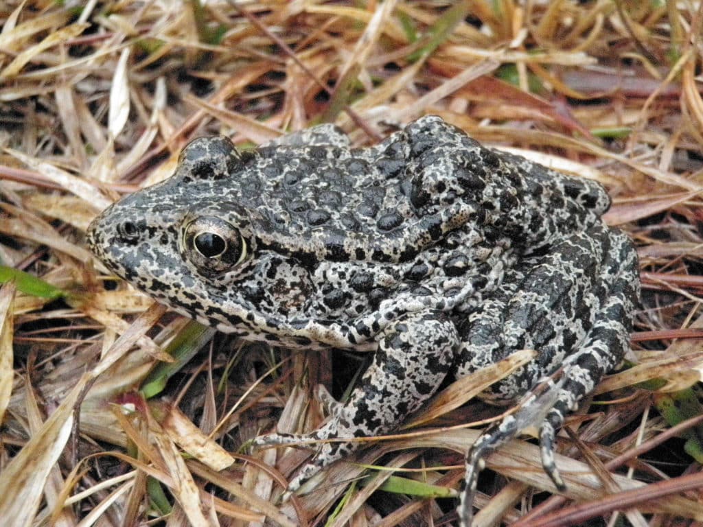 Gopher Frog – Quest for the Longleaf Pine Ecosystem