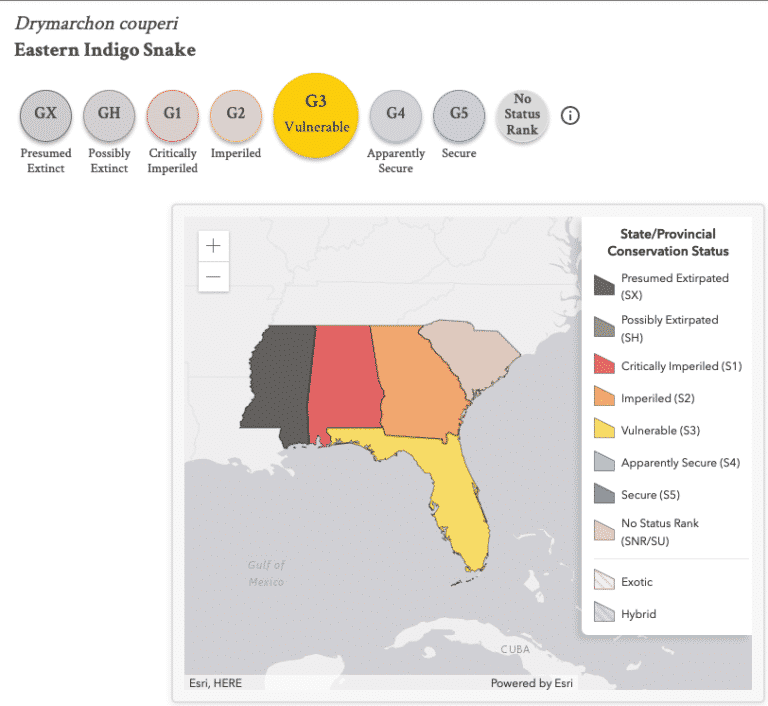 Indigo Snake – Quest for the Longleaf Pine Ecosystem