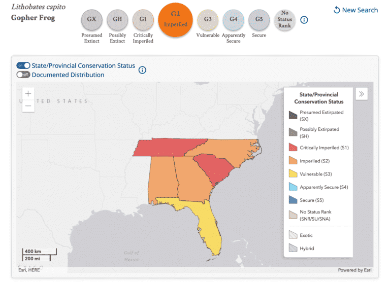 Gopher Frog – Quest for the Longleaf Pine Ecosystem