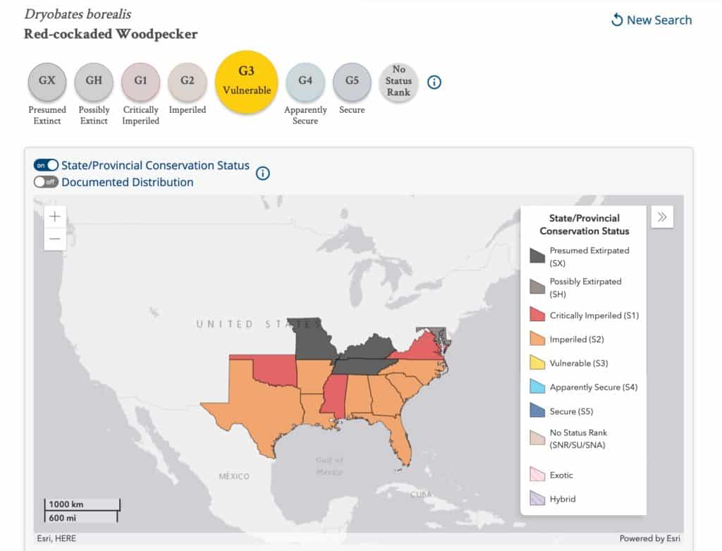 Red-cockaded woodpecker- coastal plains – Quest for the Longleaf Pine ...