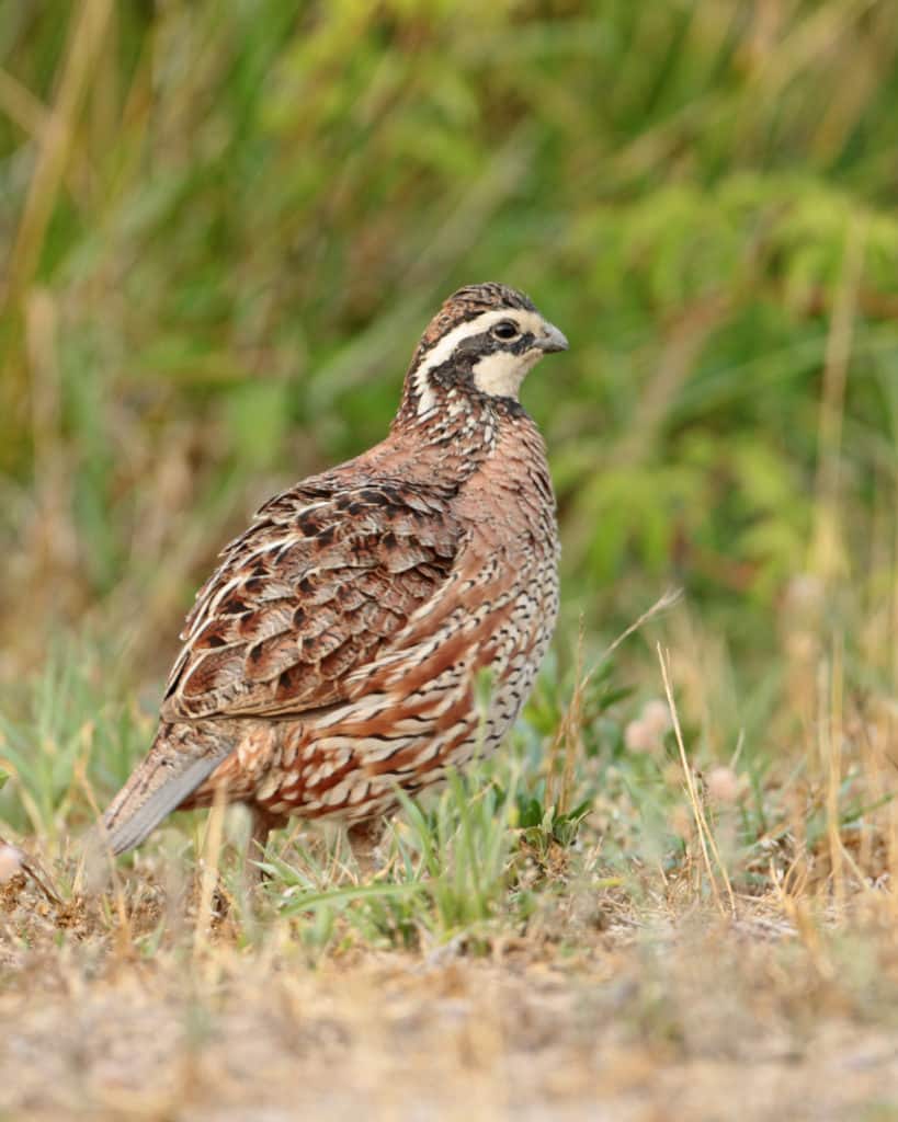 Northern Bobwhite – Quest for the Longleaf Pine Ecosystem