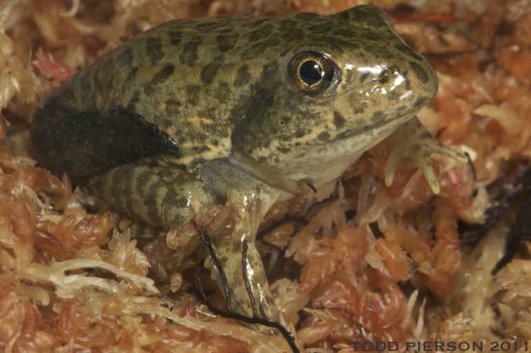 Gopher Frog Quest For The Longleaf Pine Ecosystem