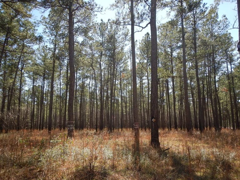 Importance of Fire – Quest for the Longleaf Pine Ecosystem