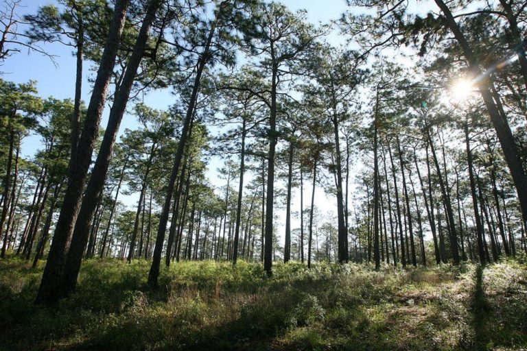 Healthy Ecosystems – Quest for the Longleaf Pine Ecosystem