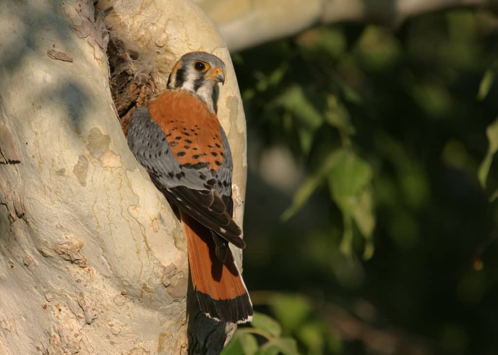 SE American Kestrel – Quest for the Longleaf Pine Ecosystem