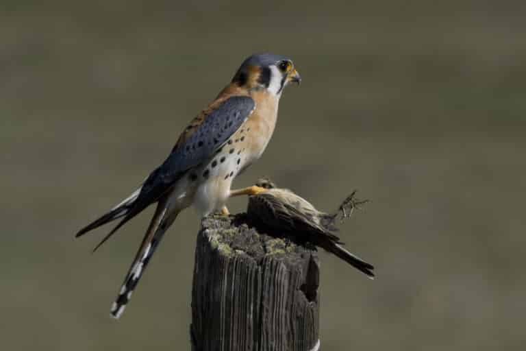 SE American Kestrel – Quest for the Longleaf Pine Ecosystem