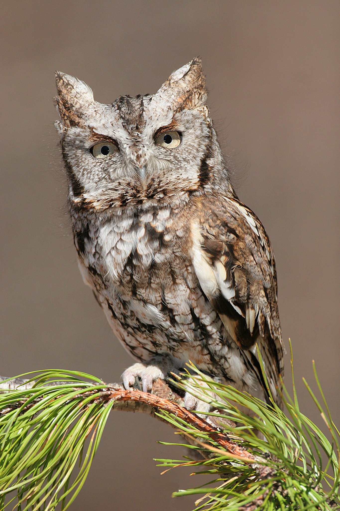 Screech Owl – Quest for the Longleaf Pine Ecosystem