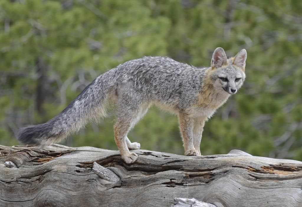 Gray Fox – Quest for the Longleaf Pine Ecosystem