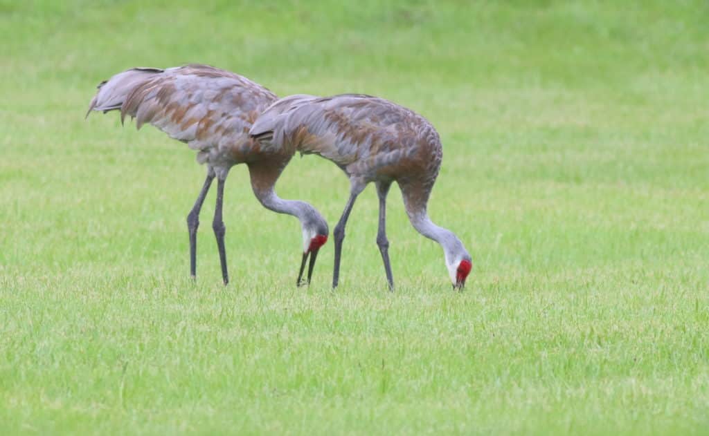 Sandhill Crane – Quest for the Longleaf Pine Ecosystem