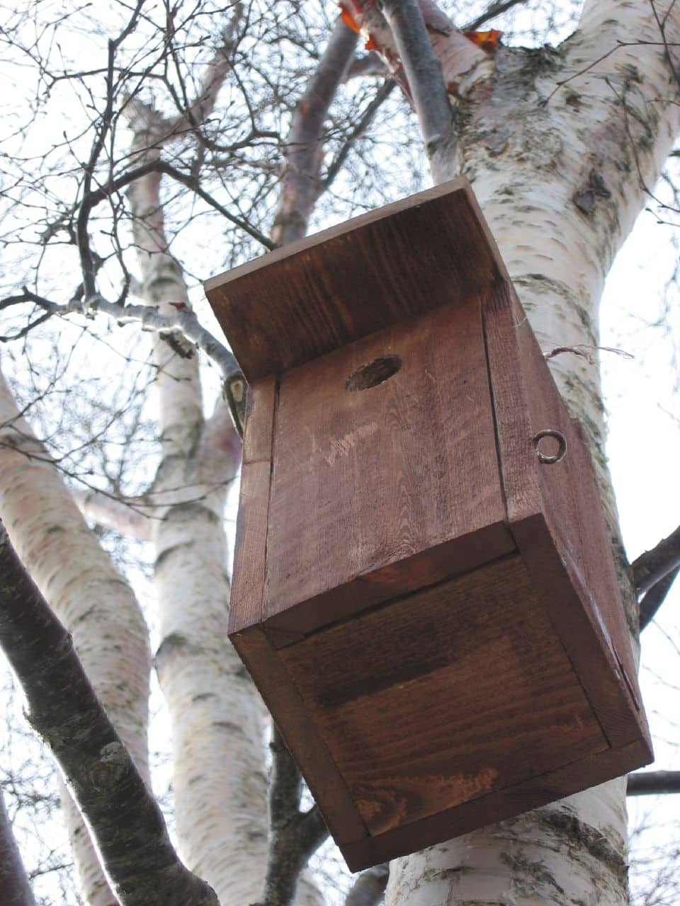 Bird Boxes – Quest for the Longleaf Pine Ecosystem