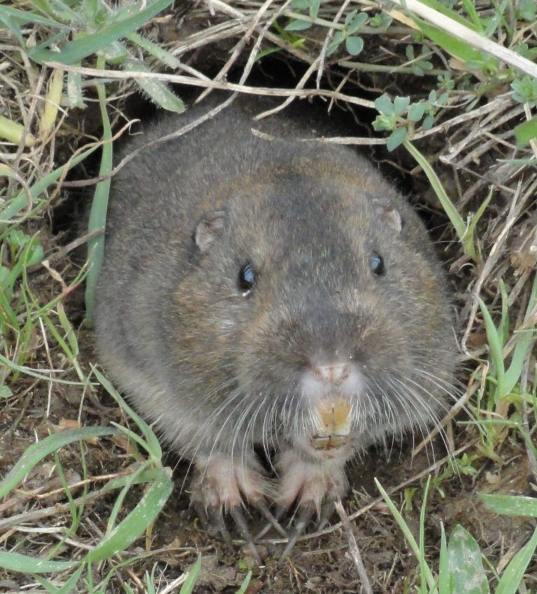 SE Pocket Gopher – Quest for the Longleaf Pine Ecosystem