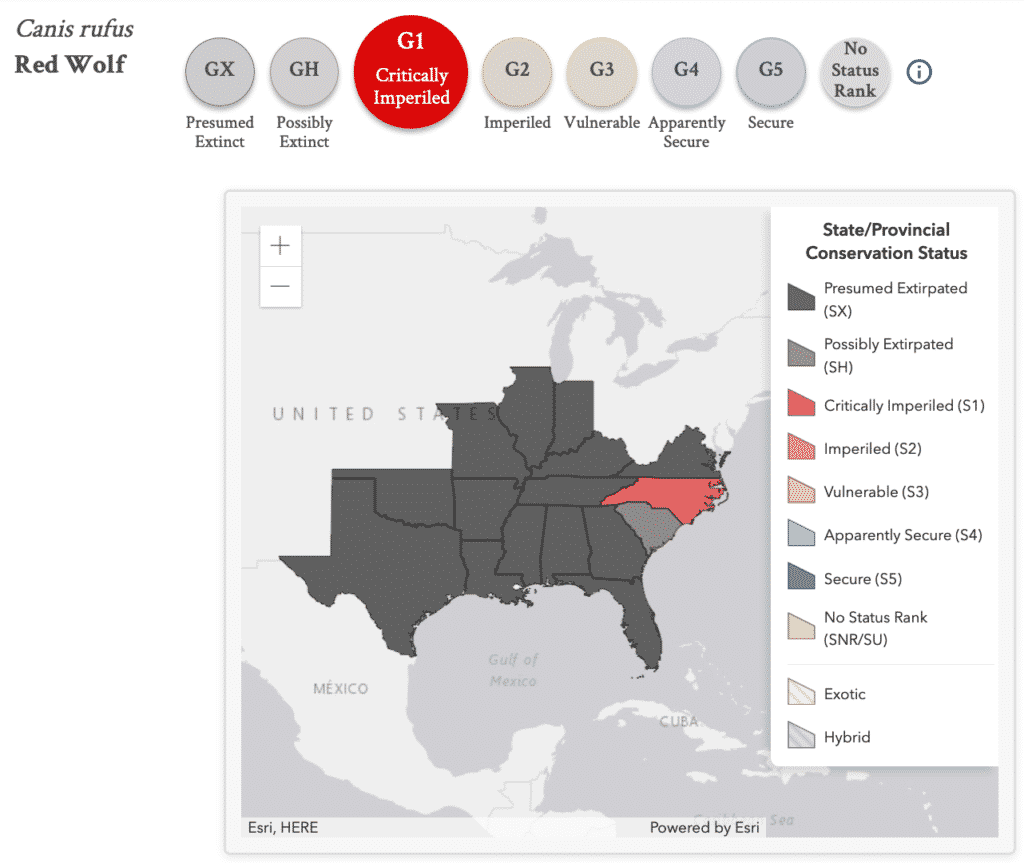 Red Wolf – Quest for the Longleaf Pine Ecosystem