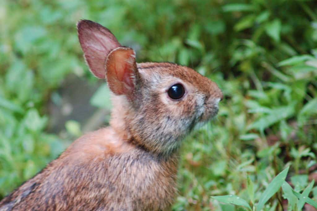 Appalachian Cottontail – Quest for the Longleaf Pine Ecosystem