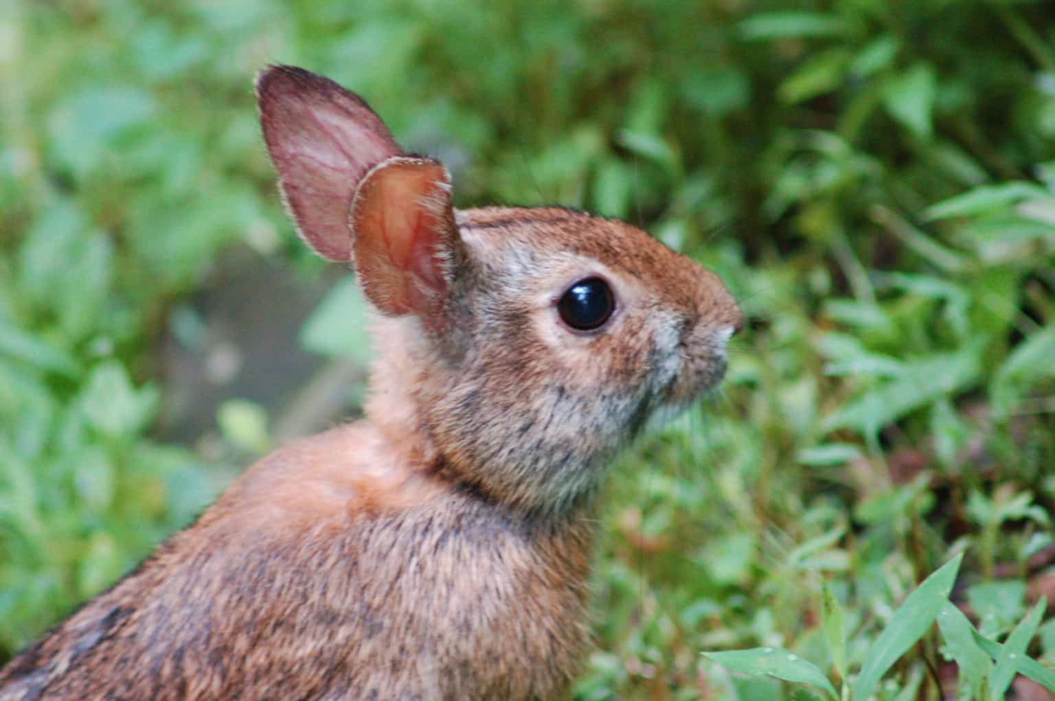 Appalachian Cottontail – Quest for the Longleaf Pine Ecosystem