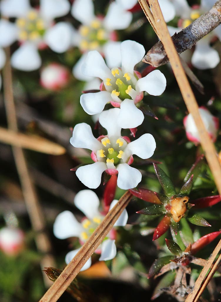 Pixie Moss – Quest for the Longleaf Pine Ecosystem