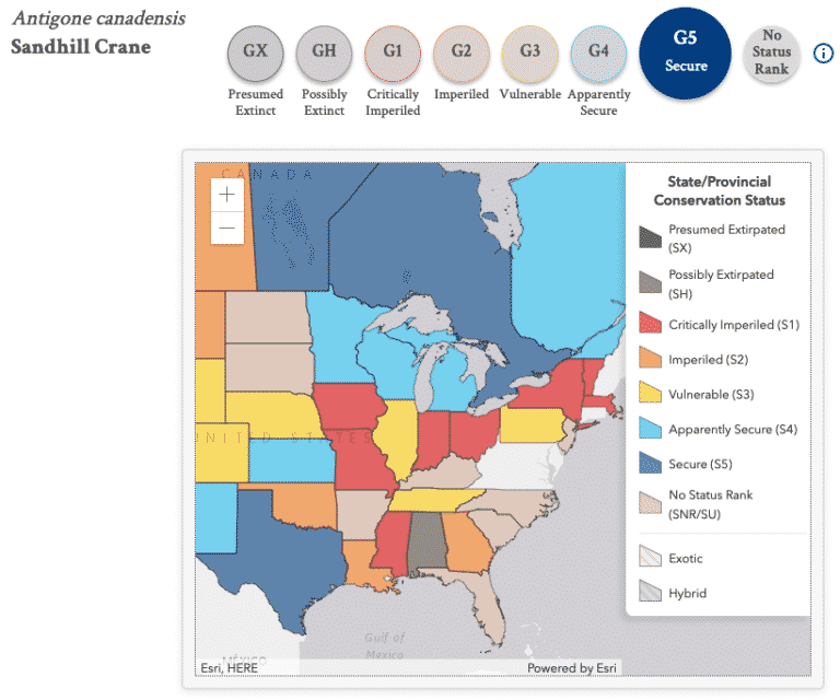 Sandhill Crane – Quest for the Longleaf Pine Ecosystem