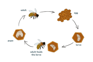 Life Cycle – Pollinator Quest