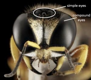 Structure & Function – Pollinator Quest