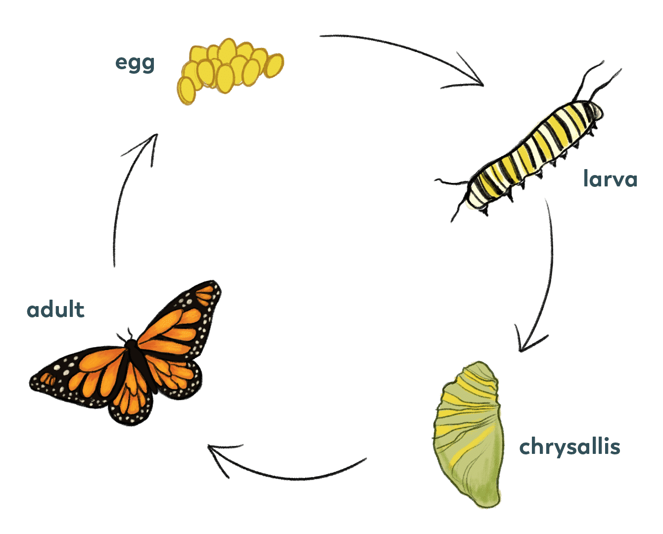Life Cycle Pollinator Quest