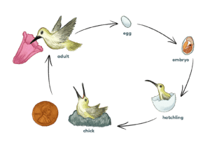 Life Cycle – Pollinator Quest