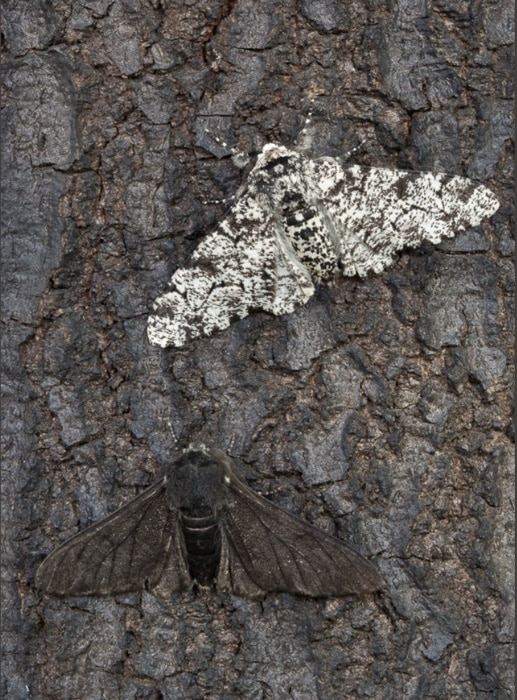 Adaptations – Pollinator Quest